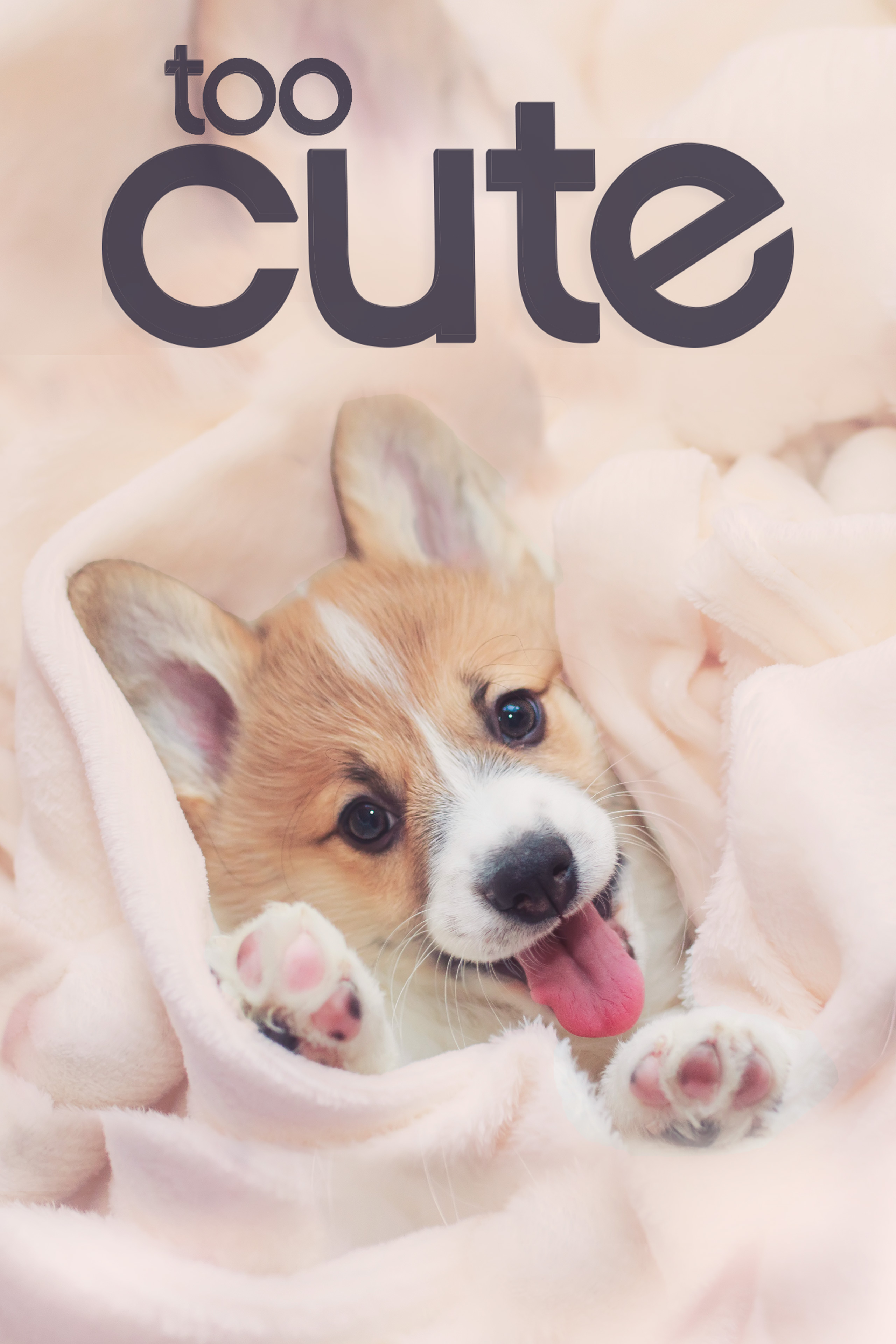 Watch Too Cute! - S5:E12 Fab & Furless Kittens: Pint Sized (2014 ...